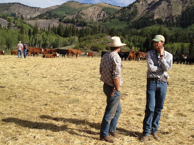 Cows heal the land in heart of Coal Basin | AspenTimes.com